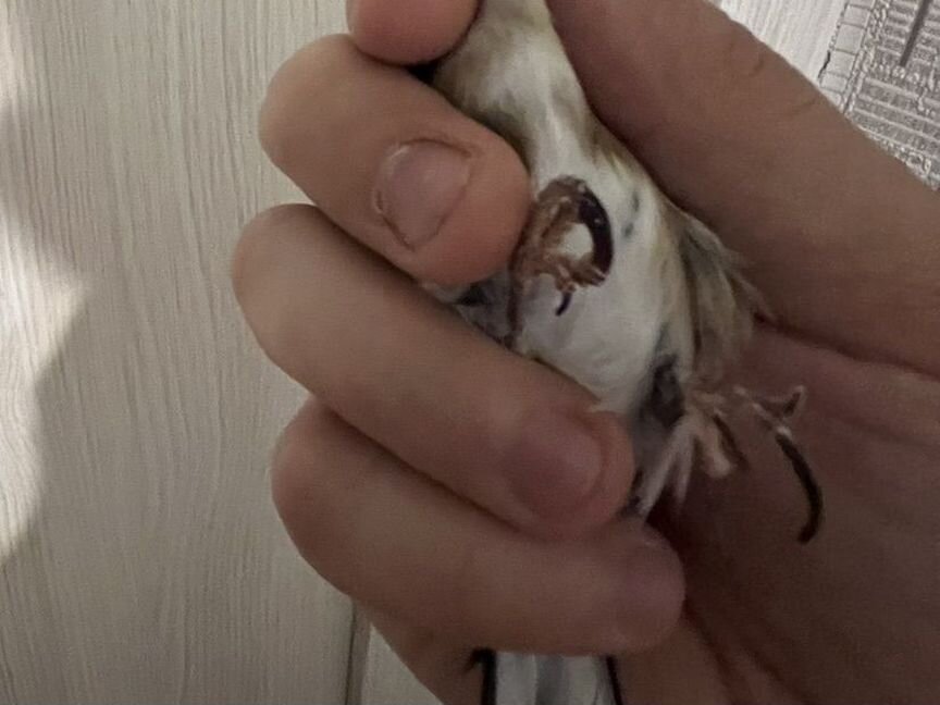Седоголовый щегол