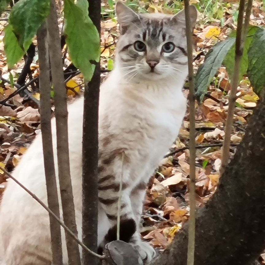Тайский котик без шансов