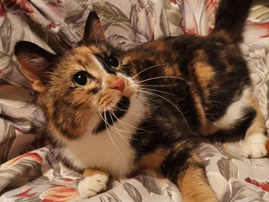 Трехцветная кошка