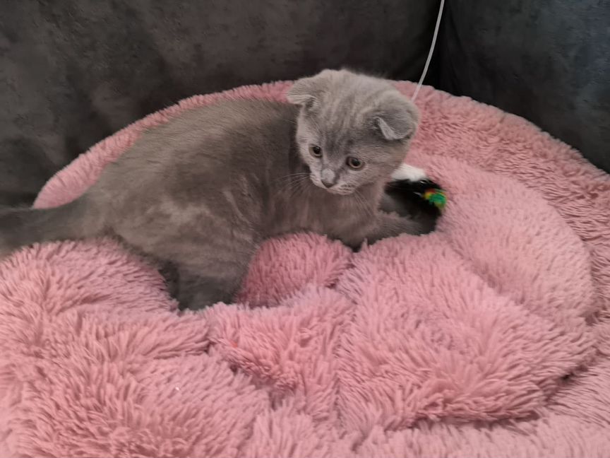 Шотландские котята