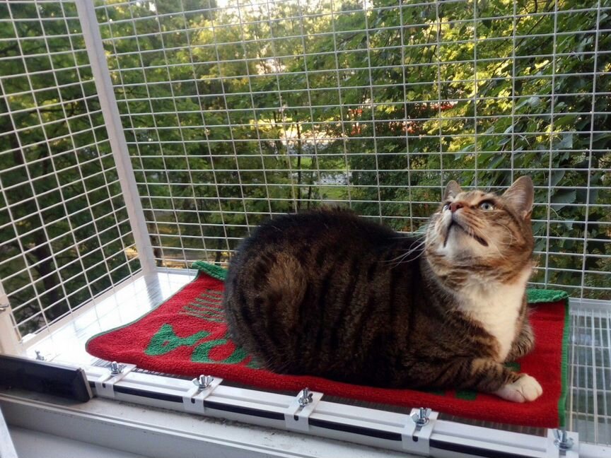 Балкончик для кошек/выгул