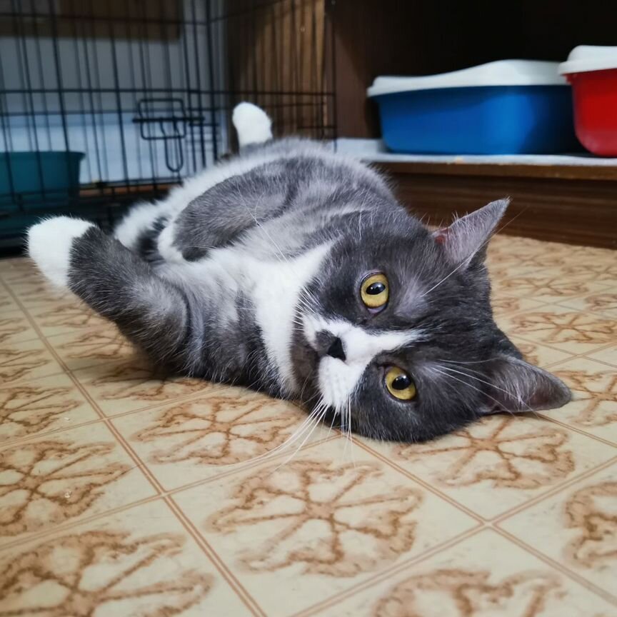 Фиону предали хозяева