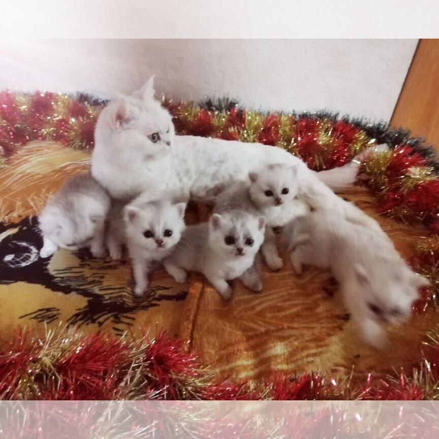 Британские малыши шиншиллы