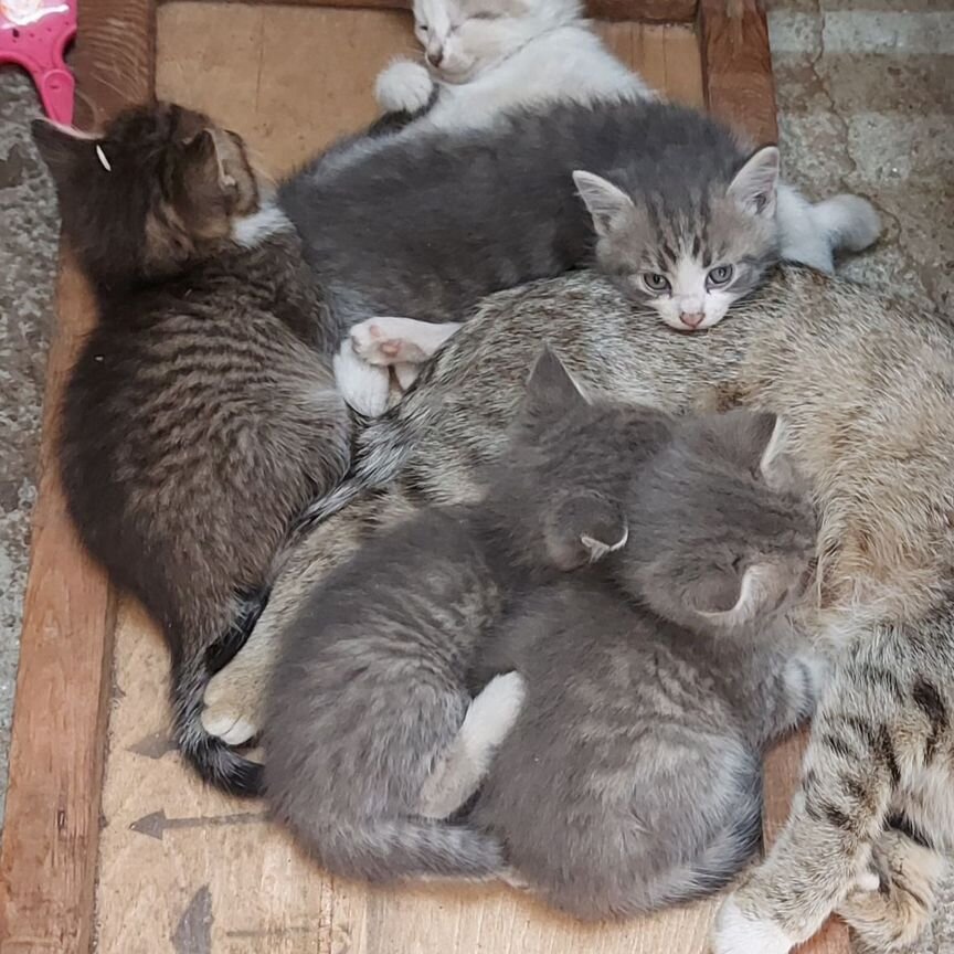 Отдам в добрые руки котят
