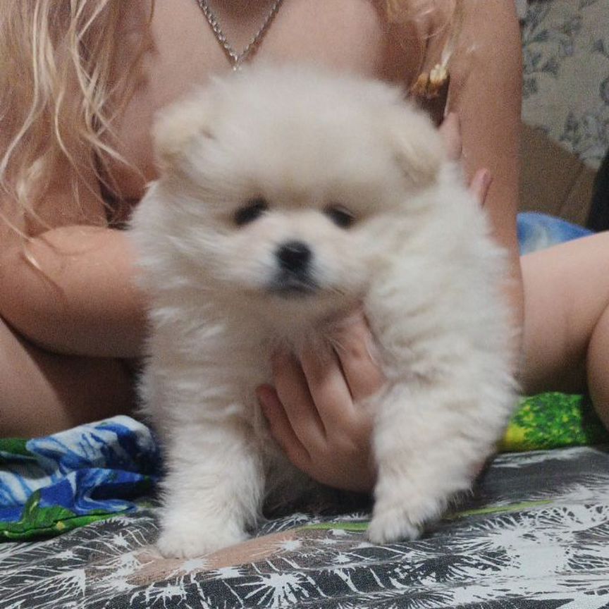 Померанский шпиц, щенок