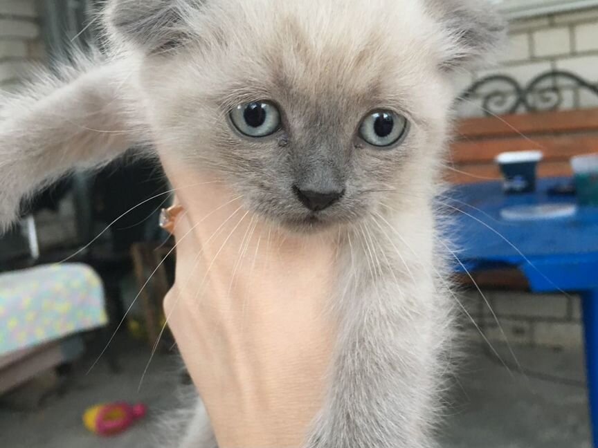 Кошки