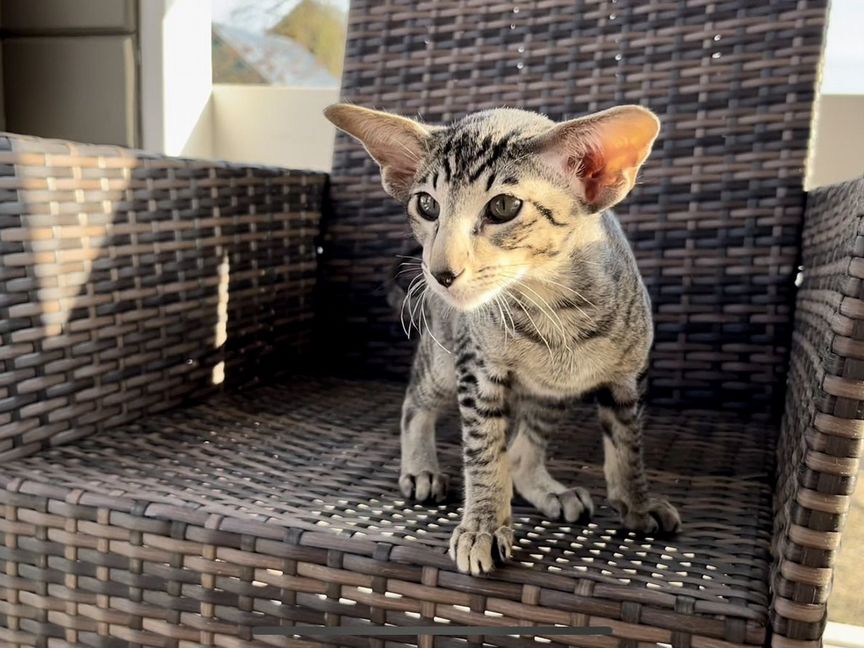 Ориентальные котята экстрим и современный тип