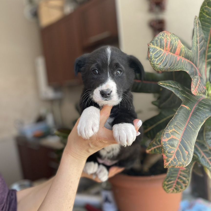 Бутузные метисы щенки умилят вас