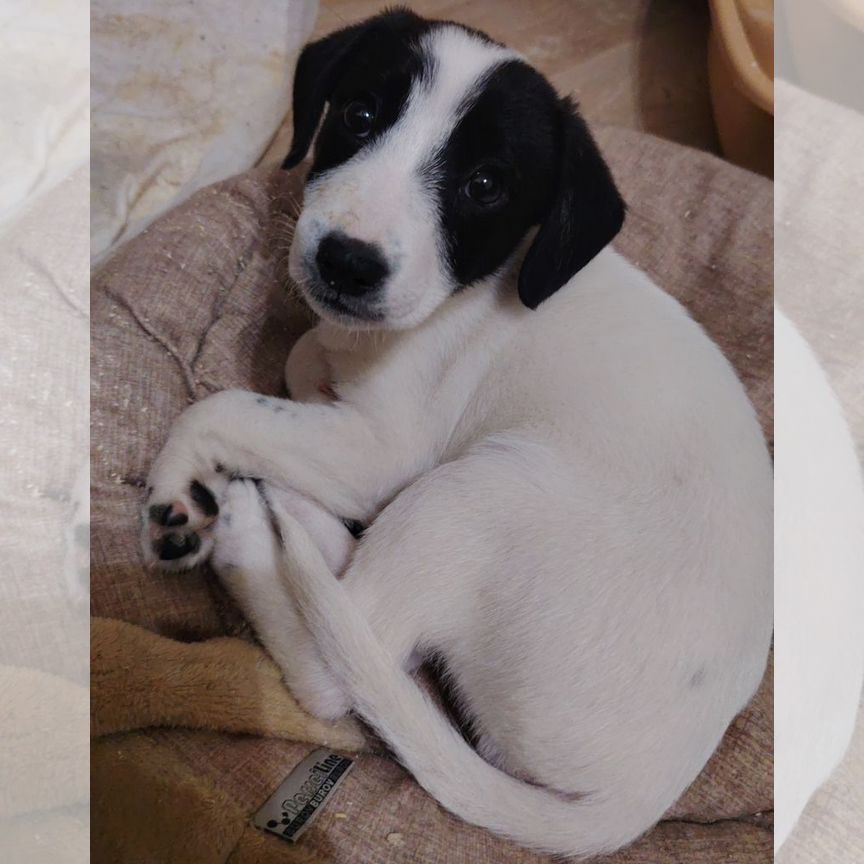 Щенок в добрые руки