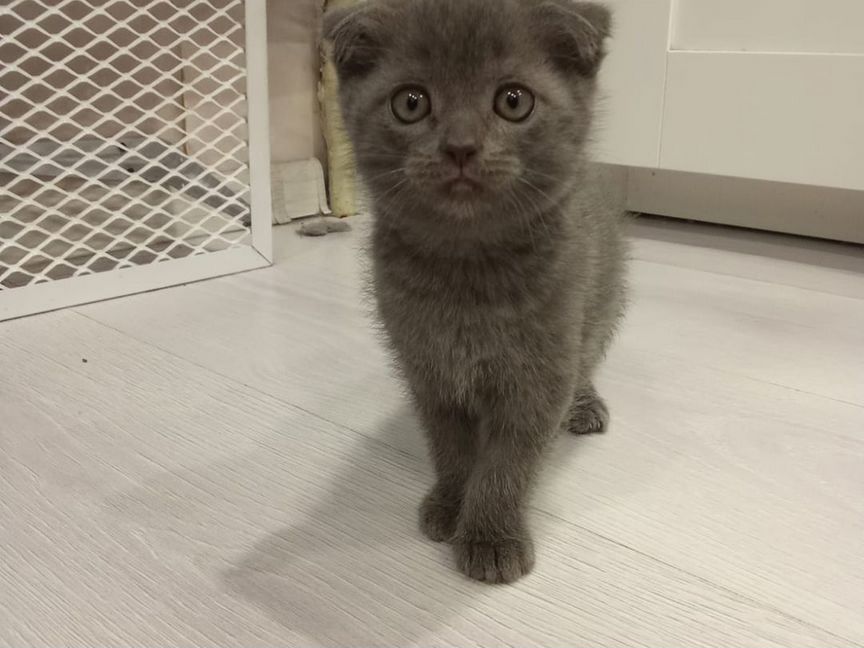 Шотландские котята