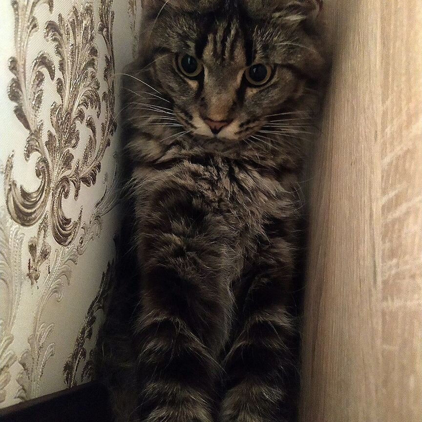 Мейн-кун в добрые руки бесплатно