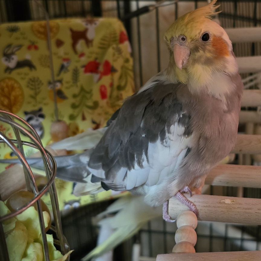 Попугай корелла