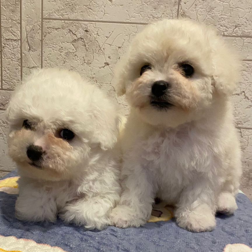 Бишон фризе, щенок