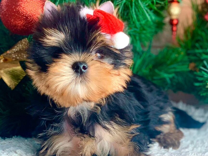 Йоркширский терьер щенок мальчик