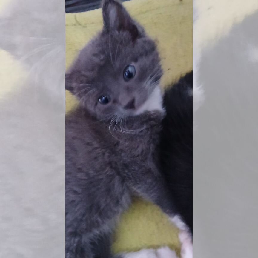 Као-мани котёнок