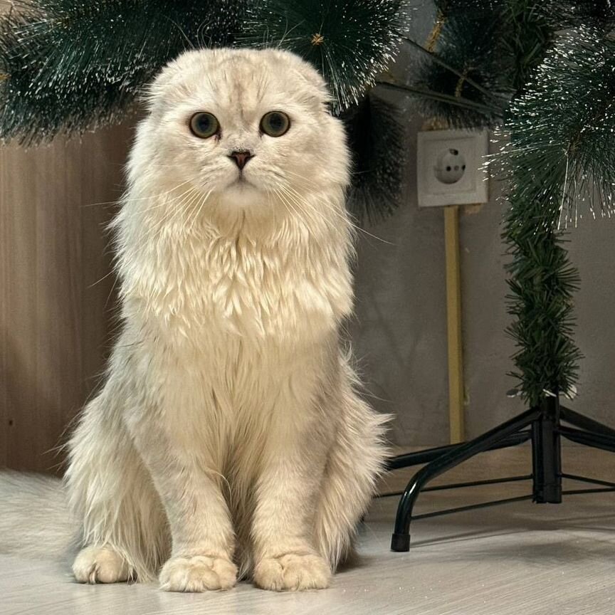 Шотландский кот вязка