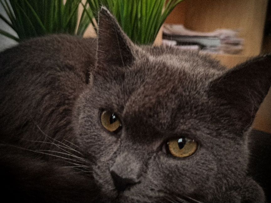 Британская короткошерстная кошка
