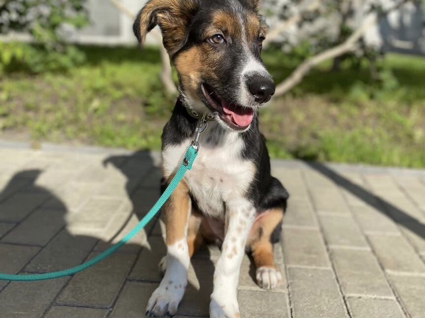 Щенок кобель в добрые руки