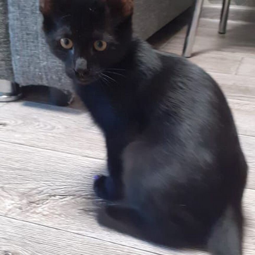 Котёнок в добрые руки
