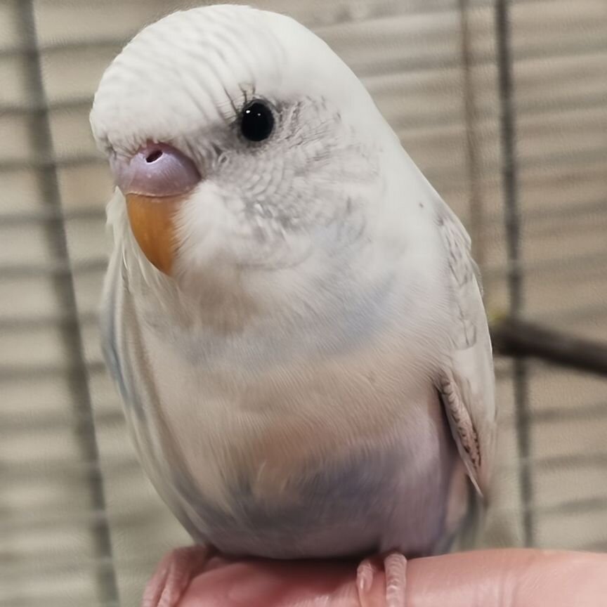 Волнистый попугай