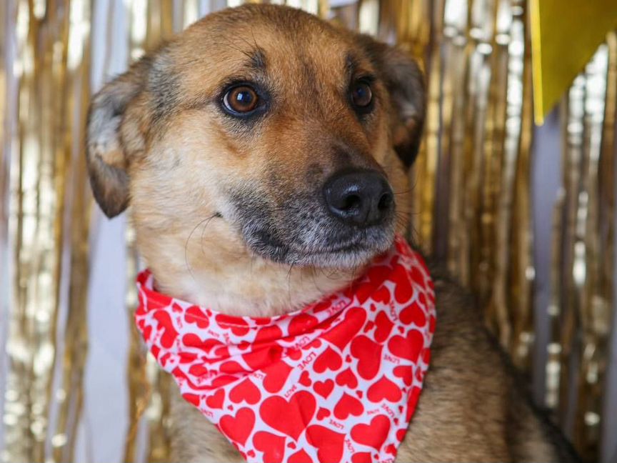 Очаровательная Лакки