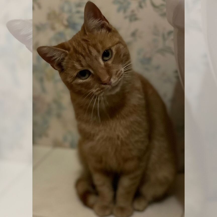 Взрослая кошка в добрые руки