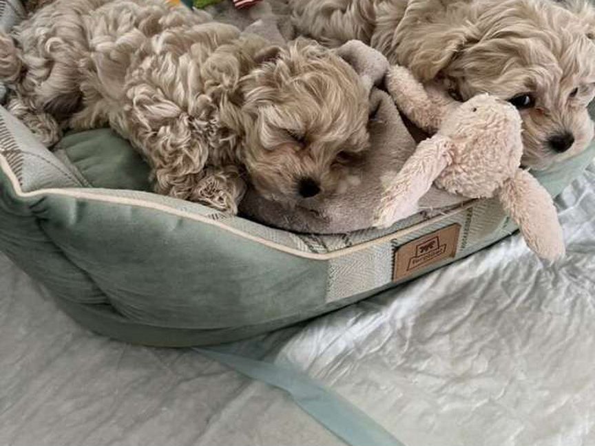 Щенки мальтипу f1 мини