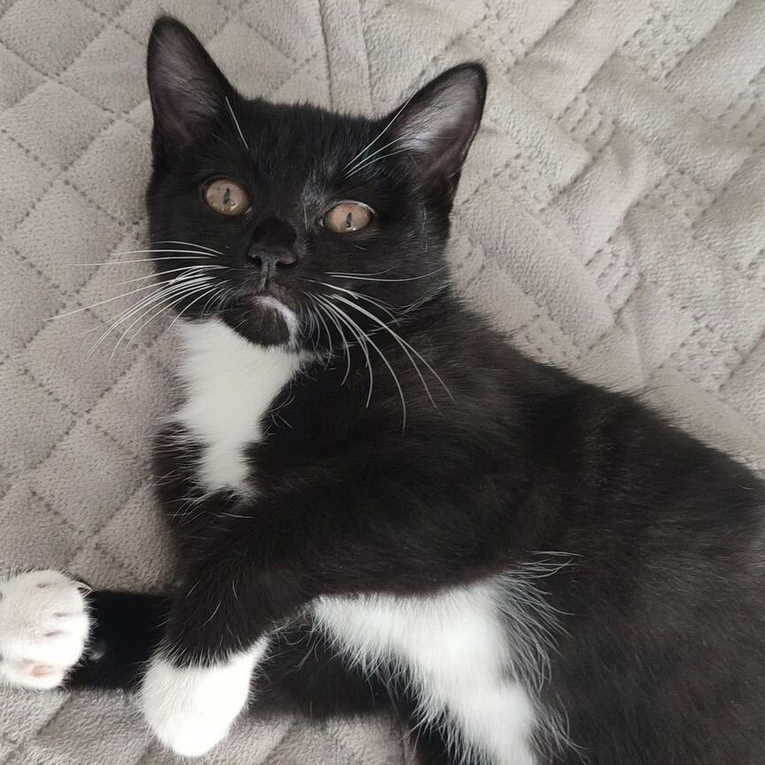 Отдам кошечку в добрые руки