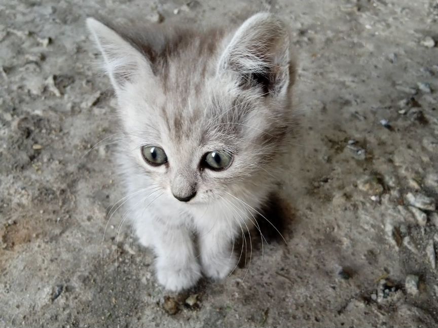 Отдам в хорошие руки котят