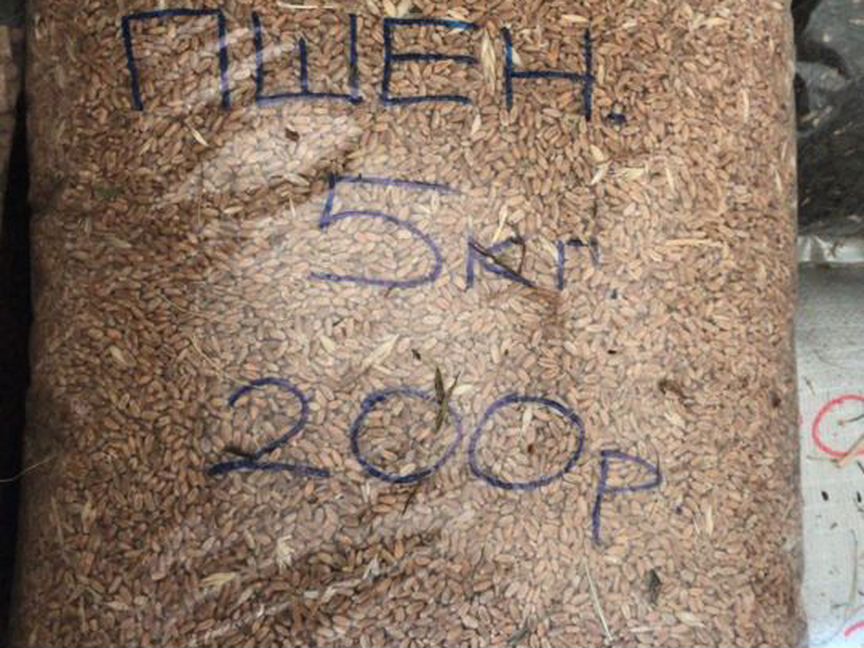 Пшеница фуражная 5 кг