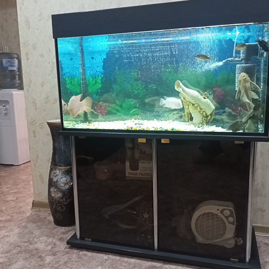 Аквариум 200 литров с рыбками. Рыбы хищники