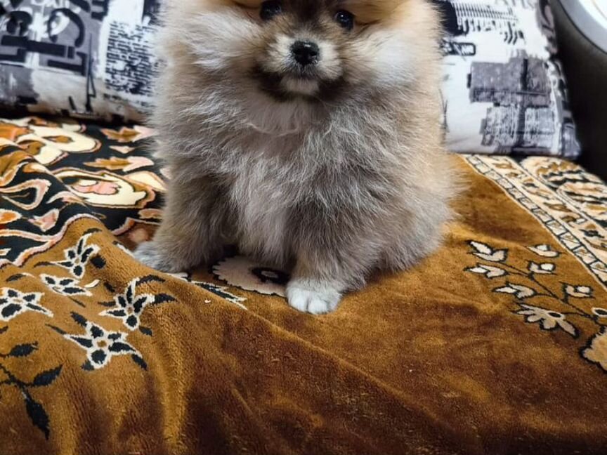 Шпиц мальчики тип мишка