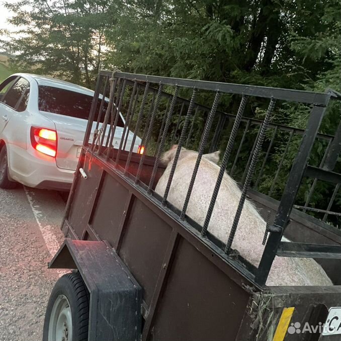 Свиней живым весом