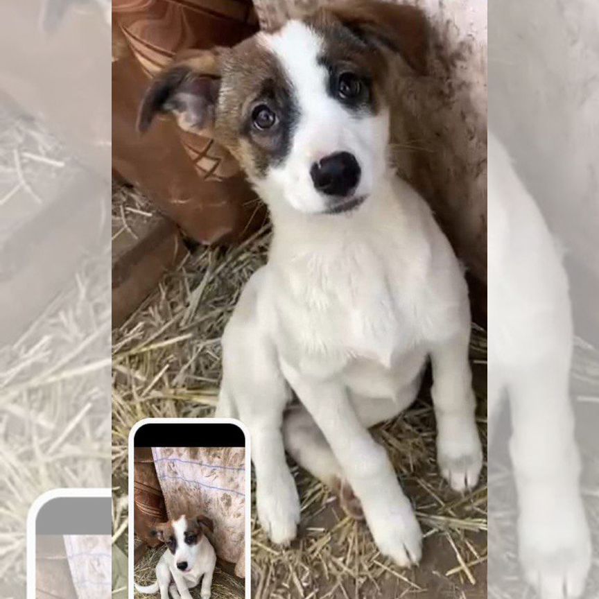 Щенок в добрые руки