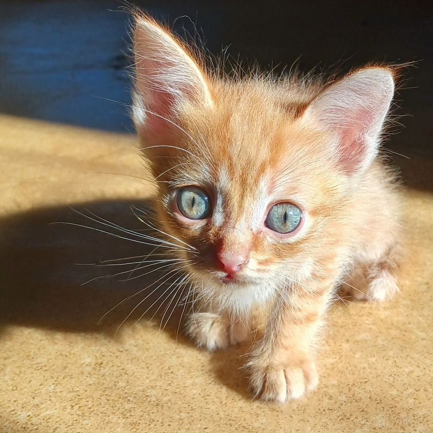 Котята в добрые руки