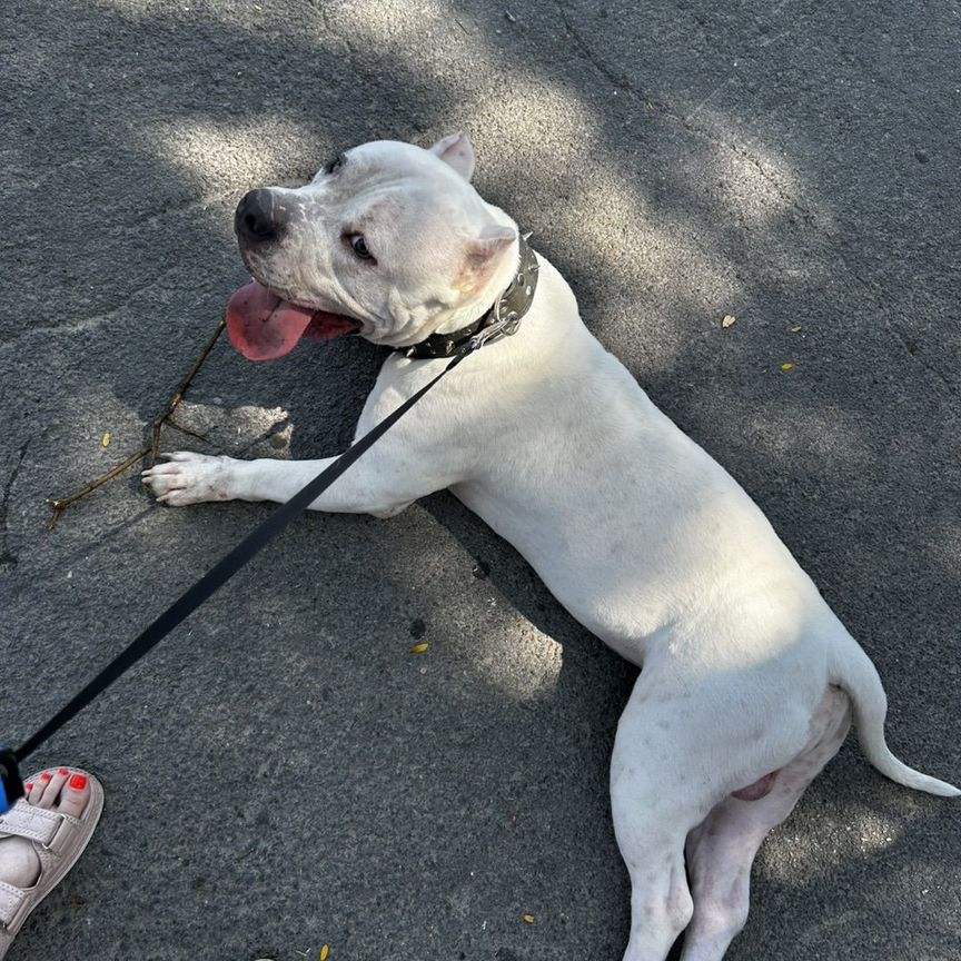 В добрые руки