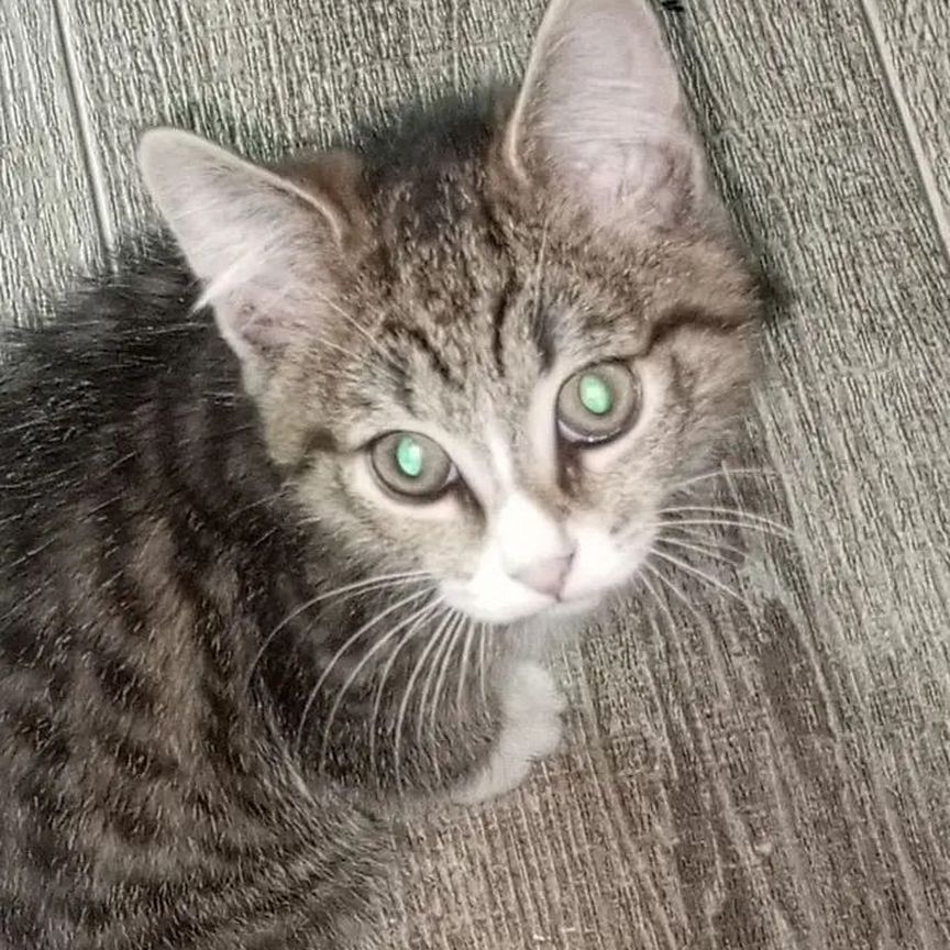 Котёнок в добрые руки