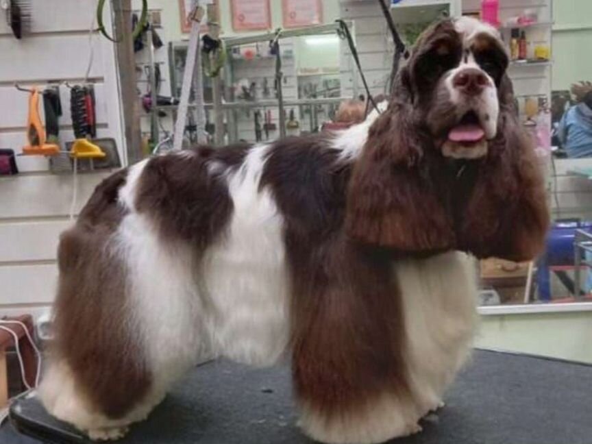 Кобель кокер спаниель американский