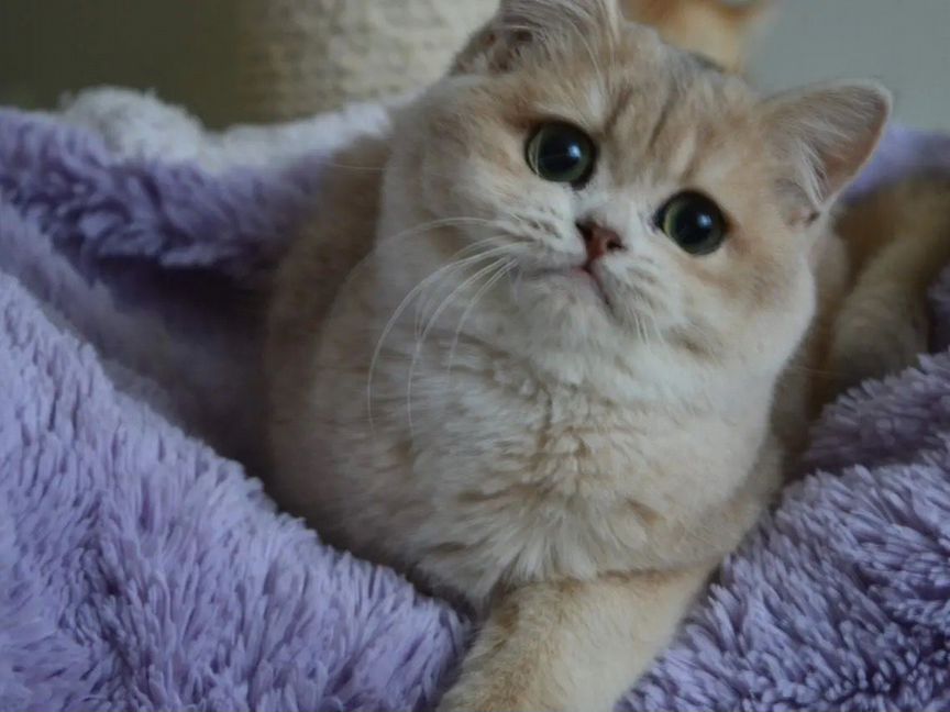 Котик в золотой шубке ay12