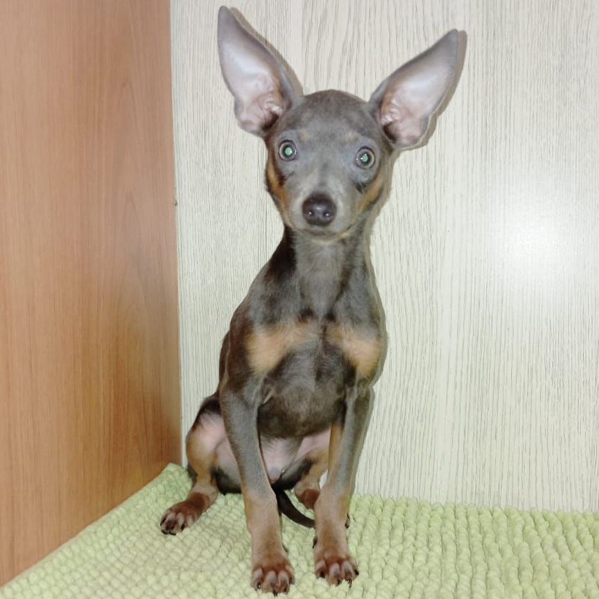 Русский той-терьер, щенок