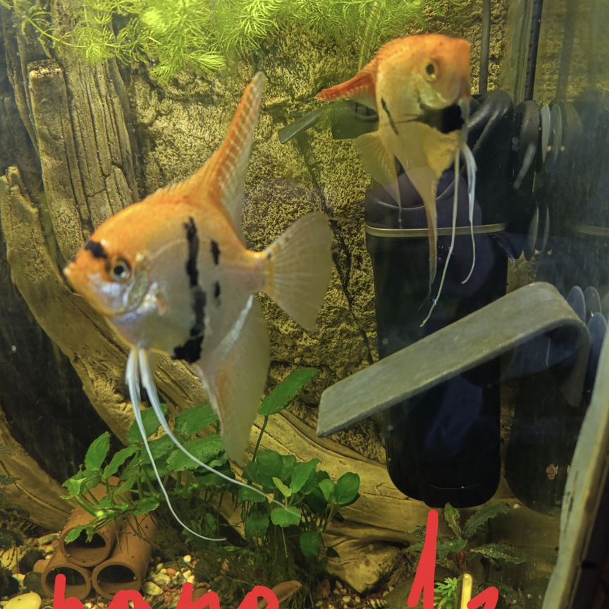 Скалярии мальки и взрослые