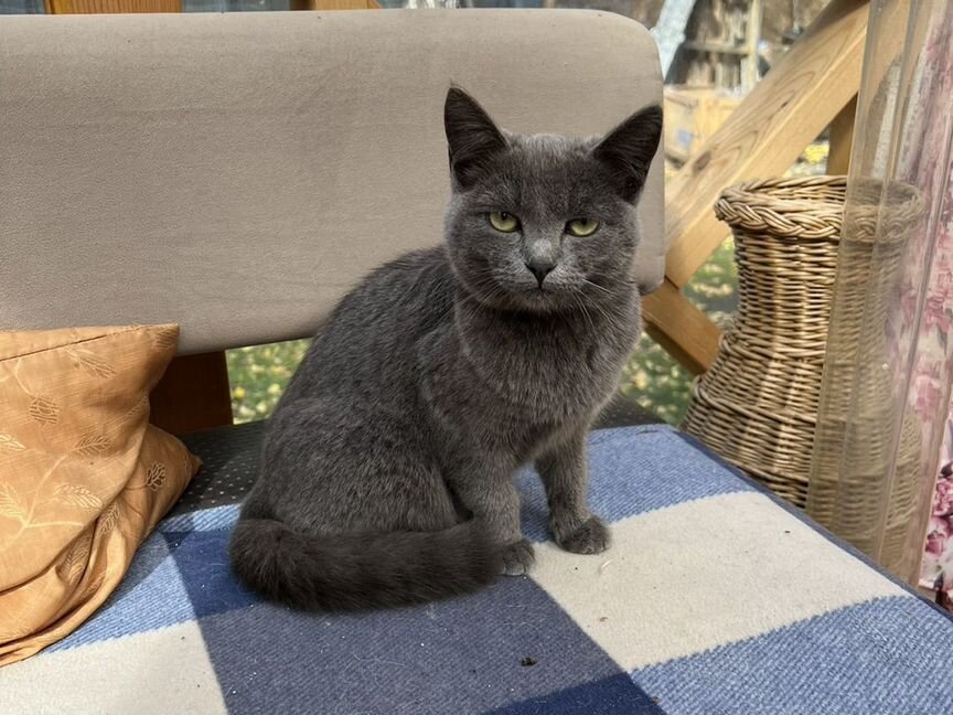 Русская голубая кошка