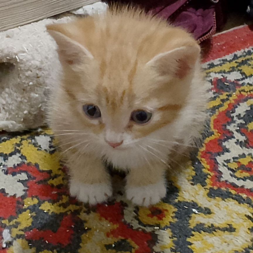 Котята в добрые руки