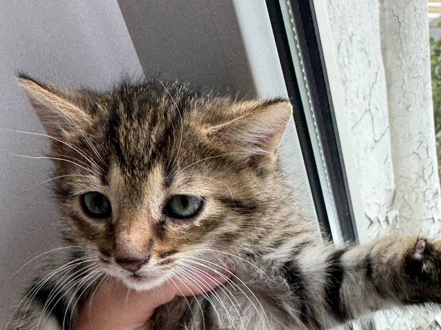 Котьки мальчики в добрые руки