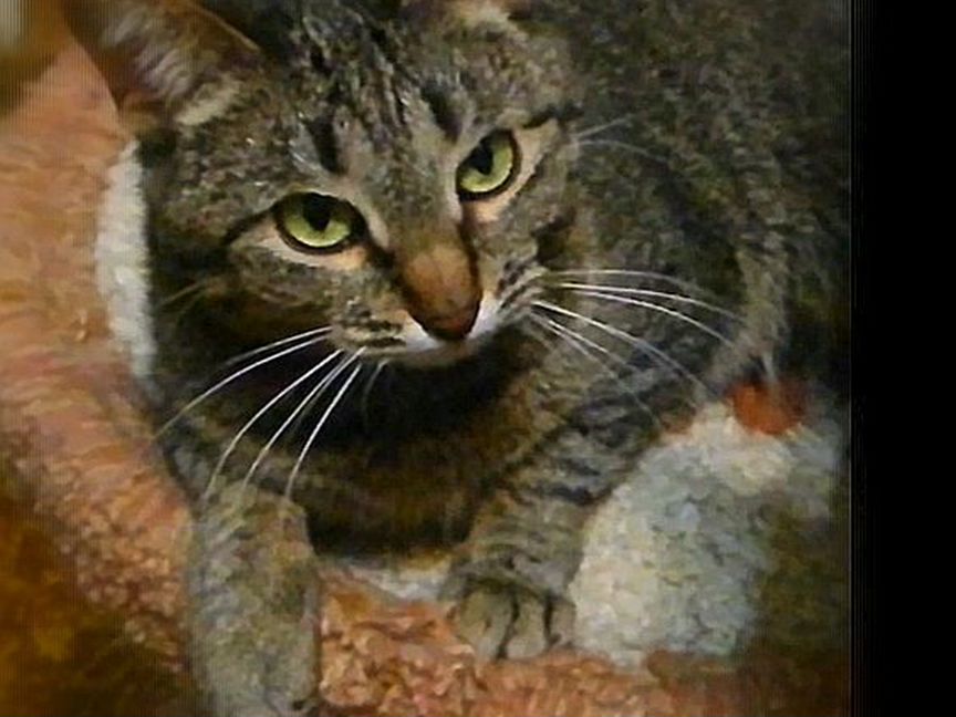 Ласкуша Люсьена ищет дом