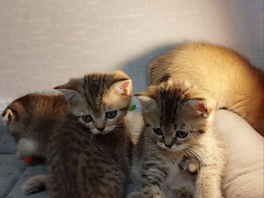 Шотландские котята