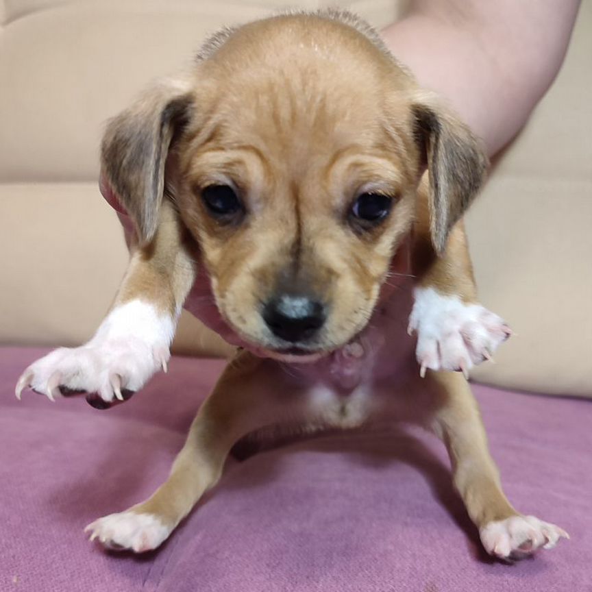 Русский той-терьер, щенок