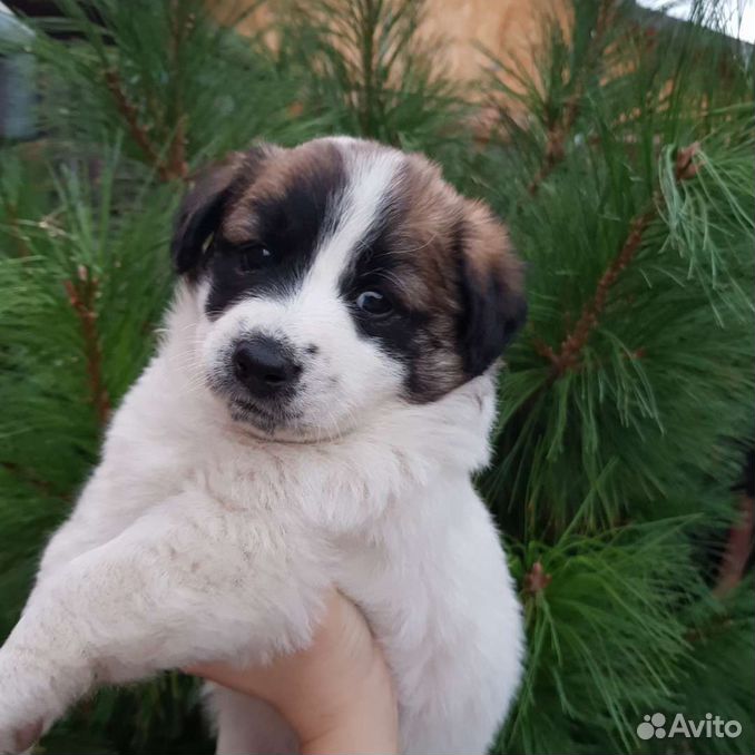 Дворняшка, милашка