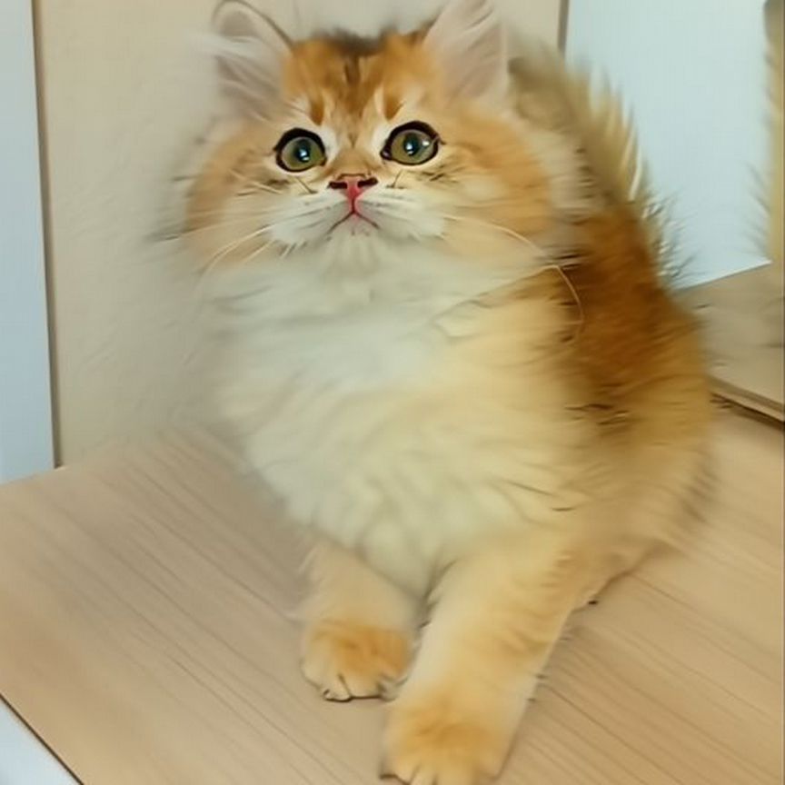 Шотландский прямоухий длинношёрстный котёнок