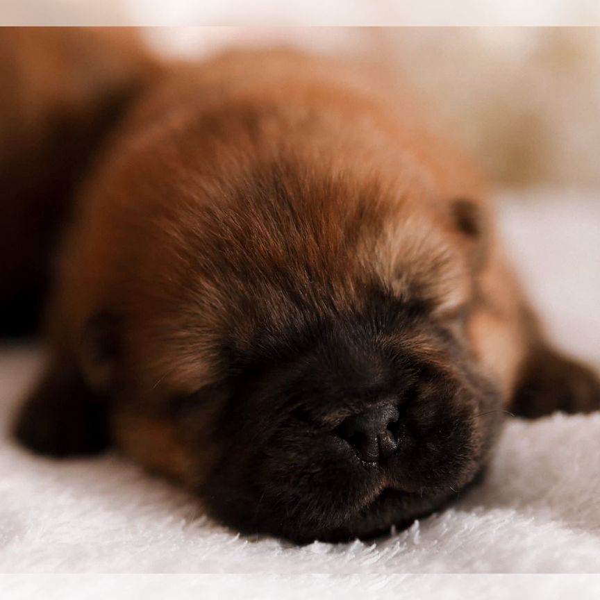 Чау-чау, щенок